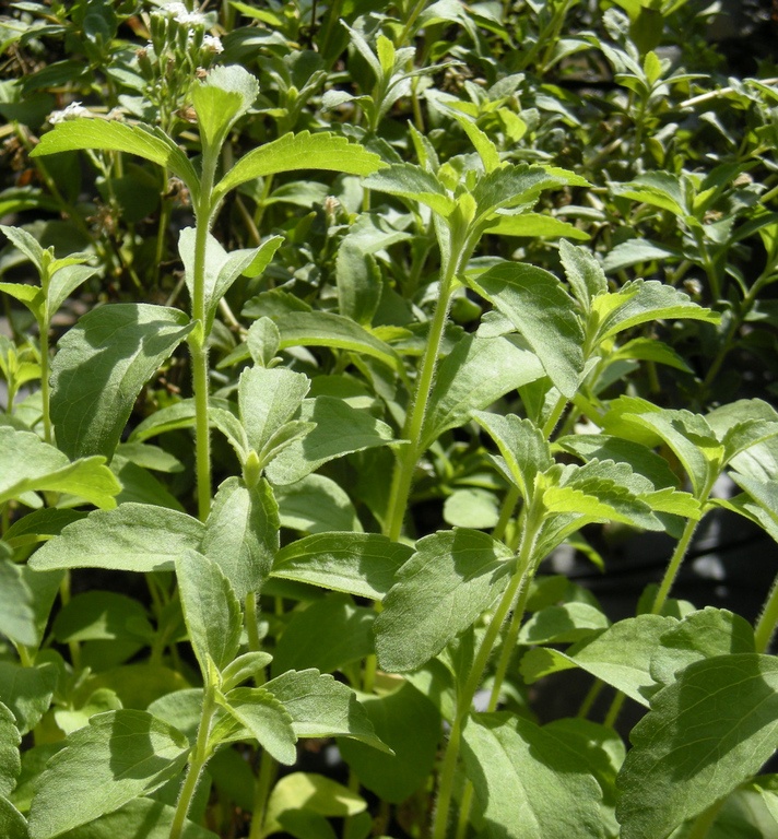 La stevia: que es y que propiedades tiene - ViviendoSanos.com