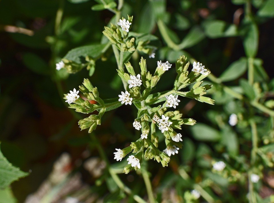 La stevia: que es y que propiedades tiene - ViviendoSanos.com