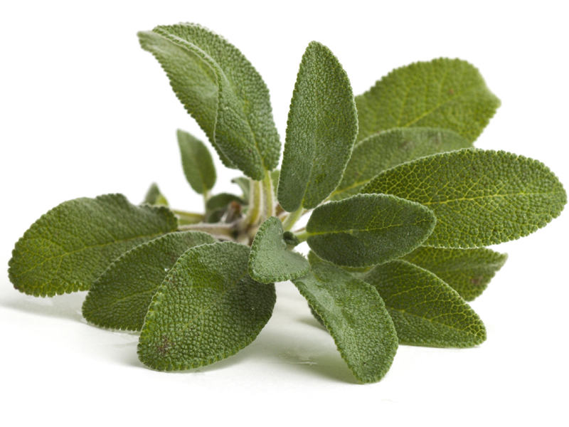 Salvia: Propiedades y beneficios para la salud - ViviendoSanos.com