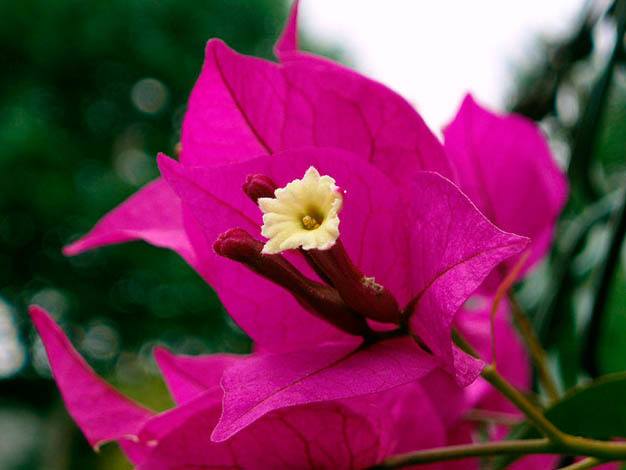 ¿Cuáles son las flores del Verano? - ViviendoSanos.com