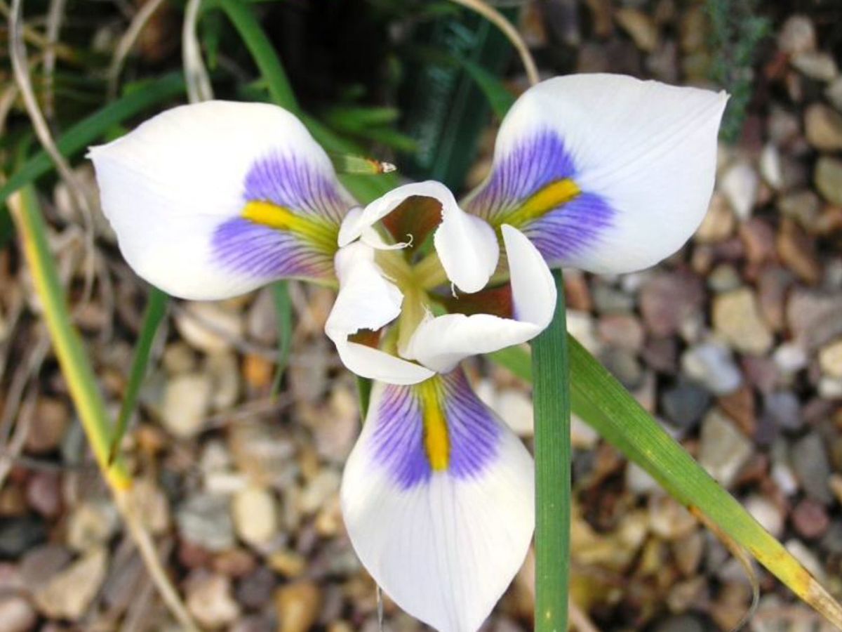 ¿Cuáles son las flores de Invierno? - ViviendoSanos.com